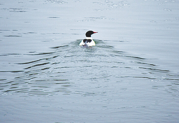 Making waves | News, Sports, Jobs - Marietta Times